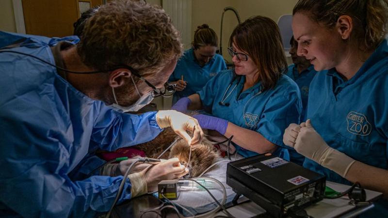 Chester Zoo sloth has dental surgery to cure toothache - BBC News