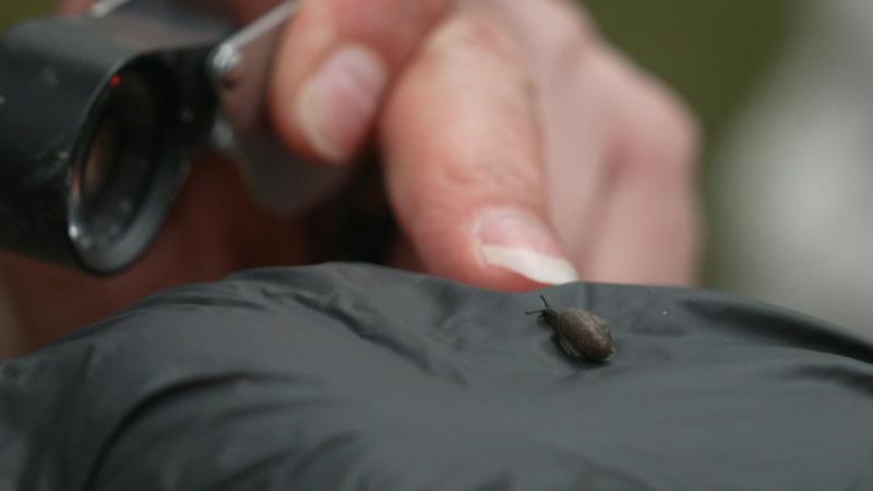 Conservationists unite to save London’s rare 'German' hairy snail - BBC ...