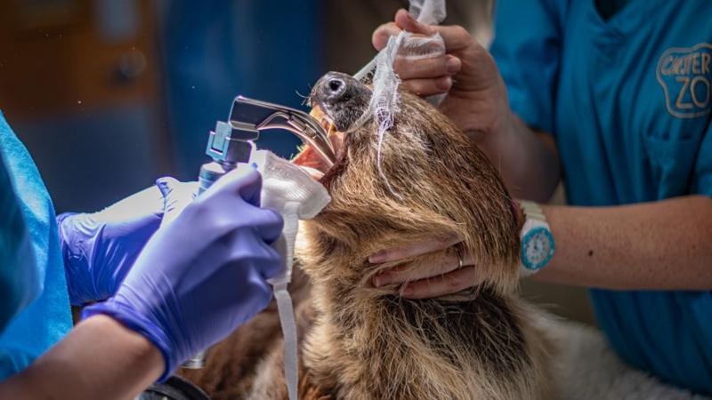 Chester Zoo sloth has dental surgery to cure toothache - BBC News