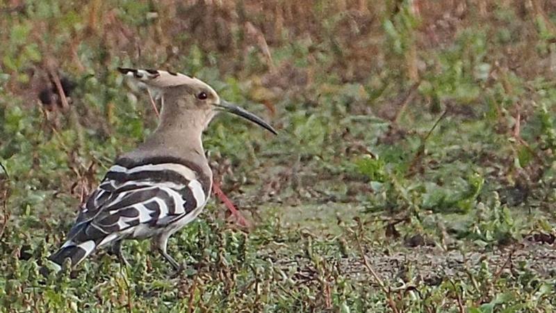 'Stunning' rare bird spotted at Foulridge reservoir - BBC News