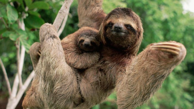 Sluggish sloth's secrets of success revealed in new study - BBC News