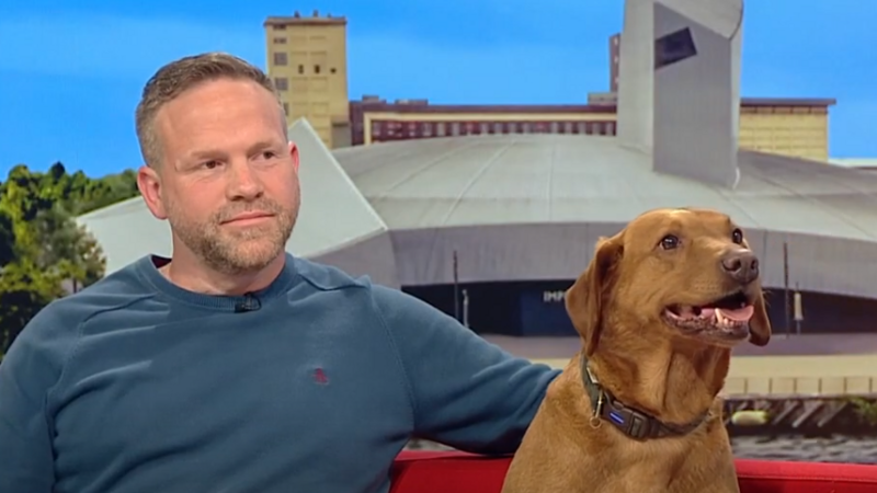 Dog attacks have become a huge problem, says Suffolk pet expert - BBC News