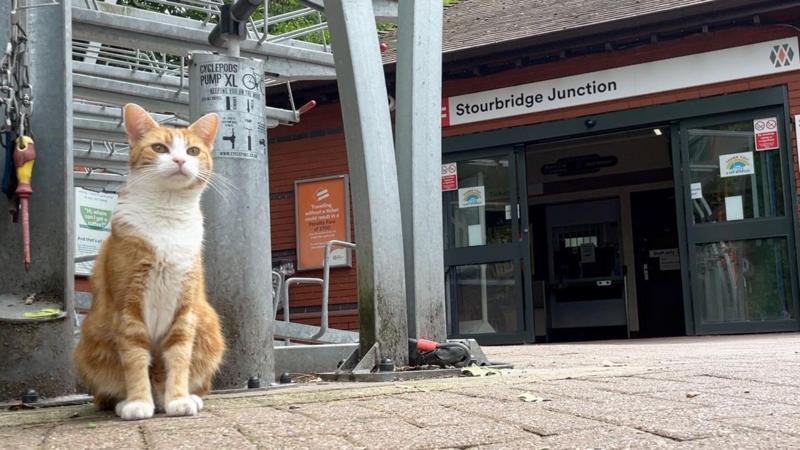 Train station cat puts Stourbridge on the map - BBC News