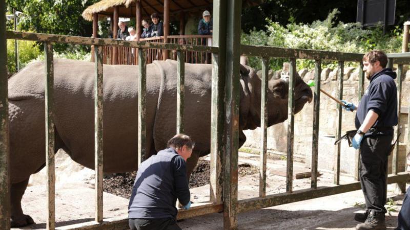 Edinburgh Zoo warns of problems importing rhinos and elephants - BBC News