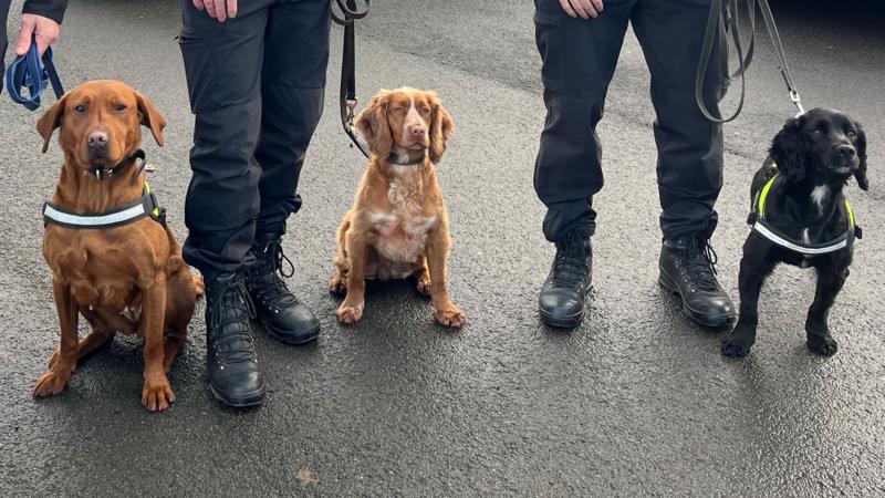 Durham police 'digi dogs' sniff out mobile phones and devices - BBC News