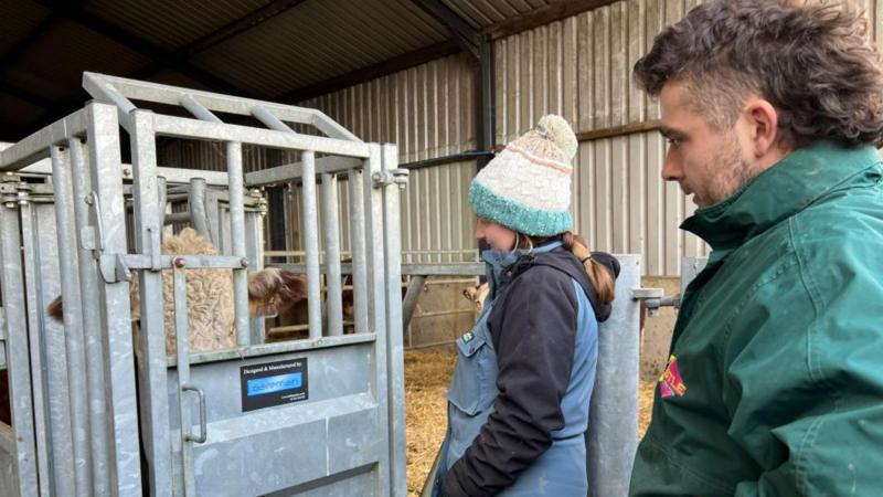 Vet shortage concern with more pets leading to increased burden - BBC News