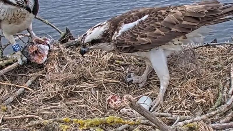 Flying success of 'ground-breaking' Rutland Osprey project - BBC News