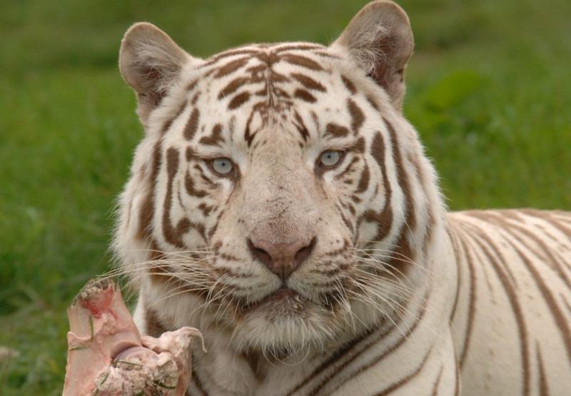 Hundreds remember West Midlands Safari Park white tiger - BBC News
