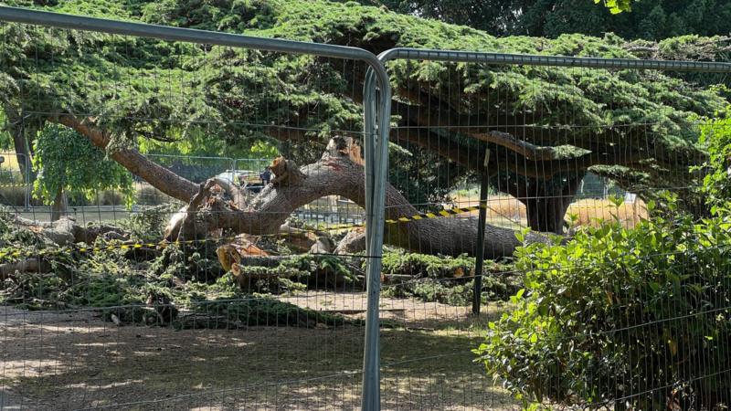 Southend tree fall tragedy: What do we know so far? - BBC News
