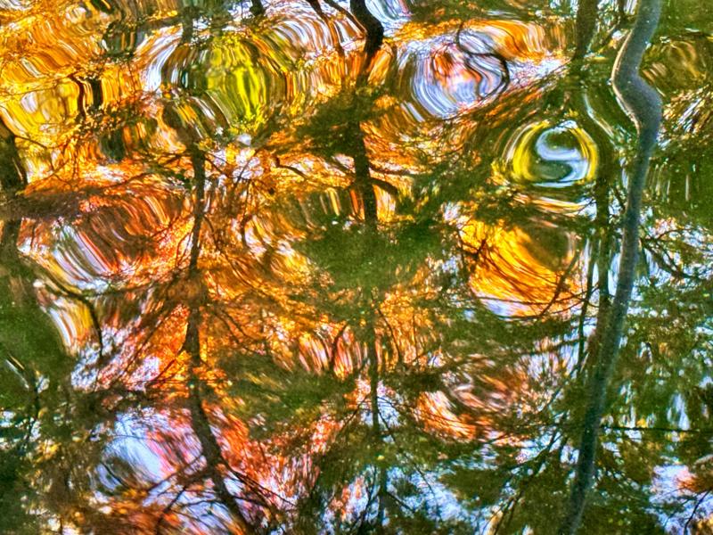 Your pictures on the theme of 'autumn walks' - BBC News