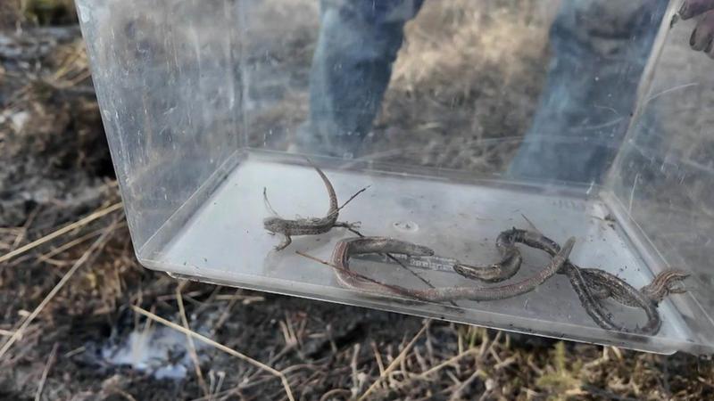 Dorset heath fires due to 'human intervention', fire service says - BBC ...