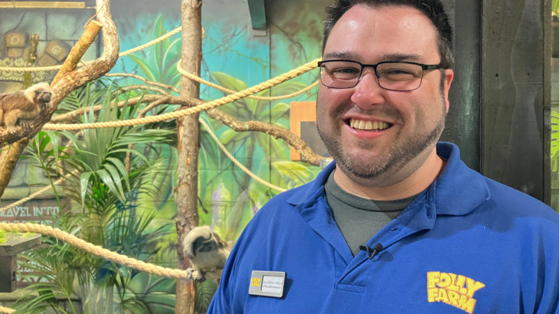 Rare monkeys: Folly Farm hopes tamarins breed to help save species ...