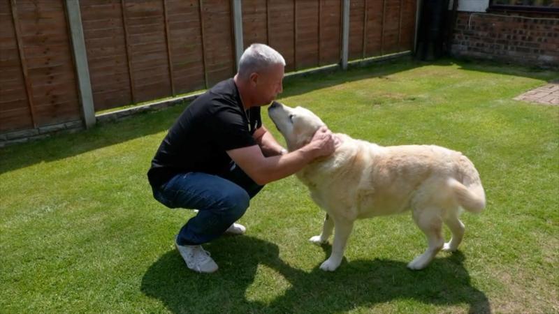 Dogs - BBC News