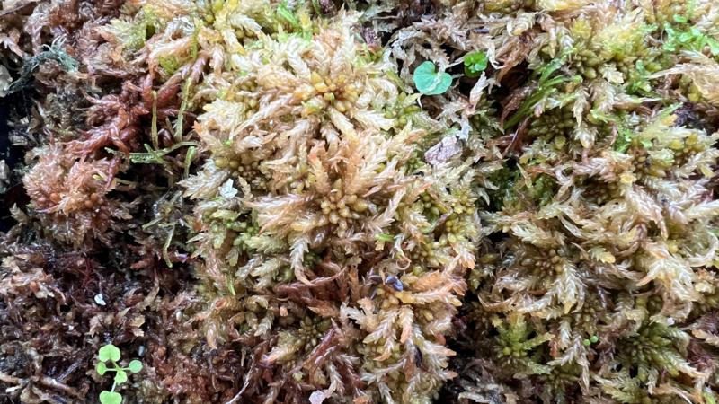 Rare mosses reintroduced to Yorkshire to fight climate change - BBC News