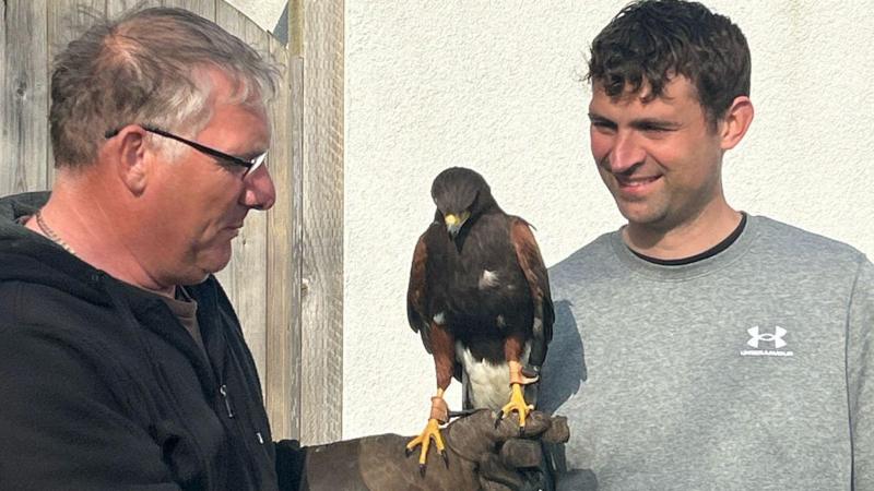 Dive-bombing Flamstead hawk taken for retraining - BBC News
