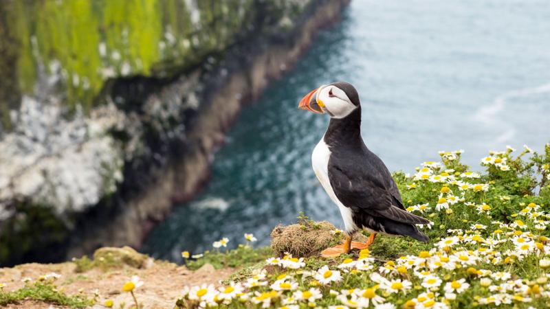 Rescued puffin released back into wild at RSPB Bempton Cliffs - BBC News