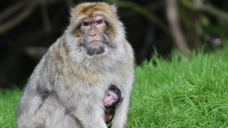 Monkeys - BBC News