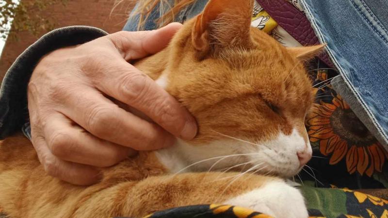 Enfield bridge named after 'legendary' cat Barney - BBC News