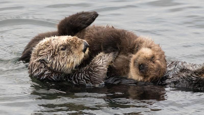 Sea otter awareness week 2024: Otter-ly amazing facts - BBC Newsround