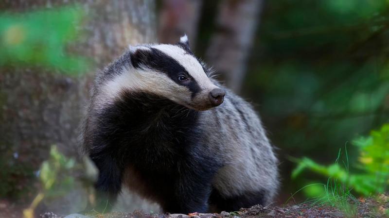 Natural England - BBC News