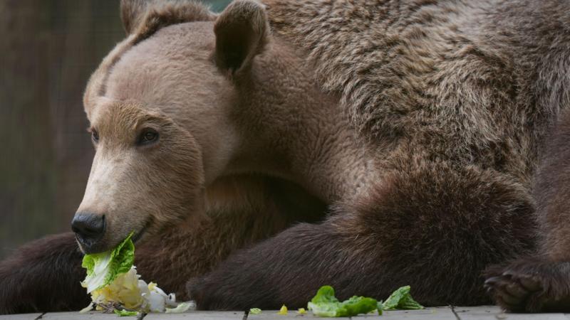 Boki the bear wakes up from hibernation healthy after surgery - BBC ...