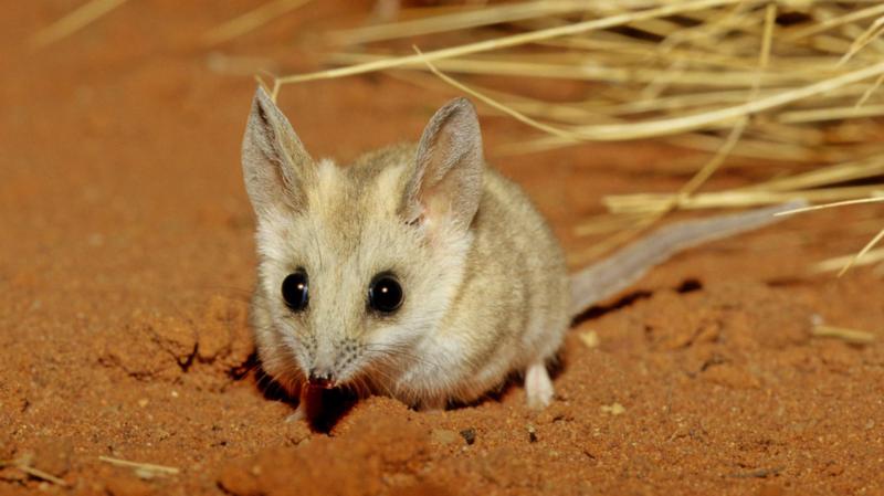 Tasmanian Tiger: Could the thylacine come back from extinction? - BBC ...