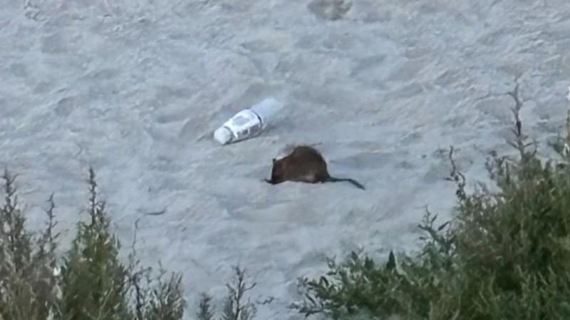 Millisle Beach: Rat poison bait 'last resort' as numbers spiral - BBC News