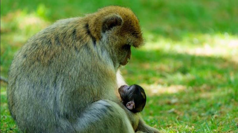 Trentham Monkey Forest welcomes three baby Barbary macaques - BBC News