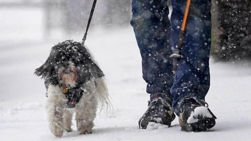 How to look after dogs, cats and other pets in cold weather - BBC News