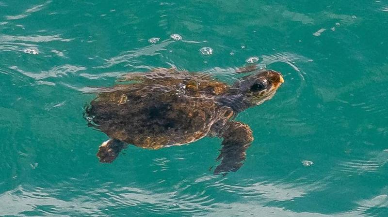 Turtles - BBC News