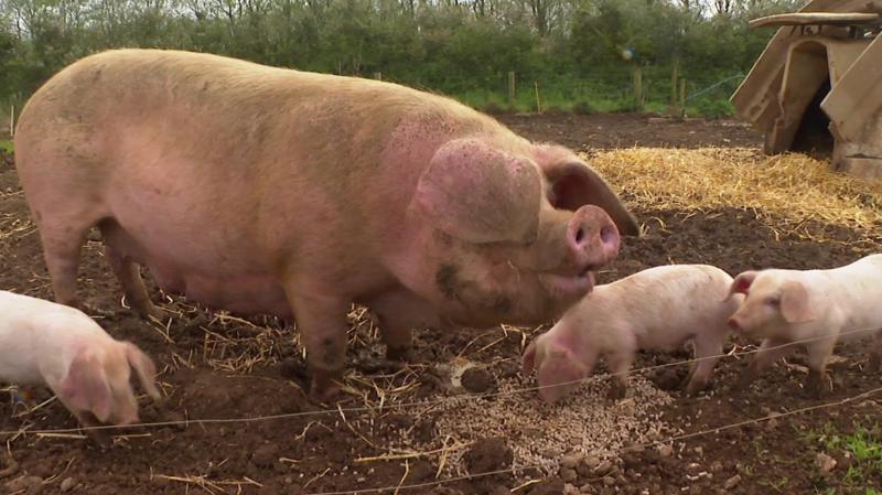 Farmer urges action to save rare British Lop pigs - BBC News