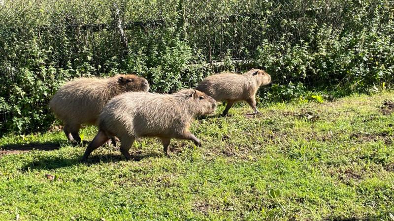 Escaped capybara 'probably living her best life' - BBC News
