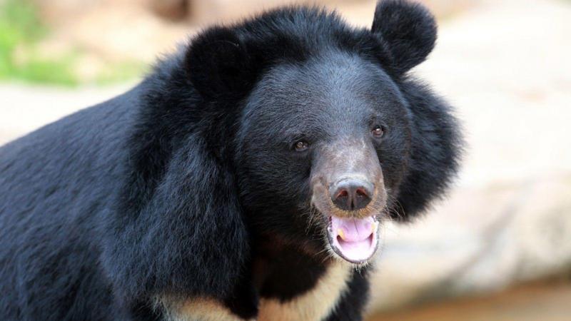 Endangered moon bears arrive at wildlife park in Tenby - BBC News