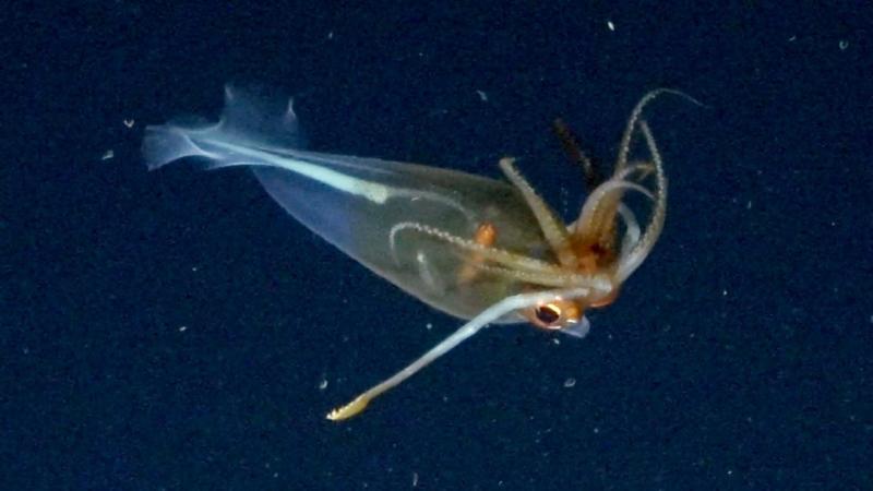 Colossal squid filmed by scientists for first time in ocean - BBC News
