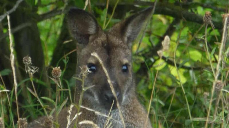Wallabies - BBC News