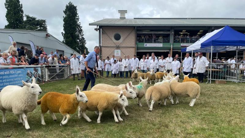 In pictures: The Royal Welsh Show in Builth Wells - BBC News