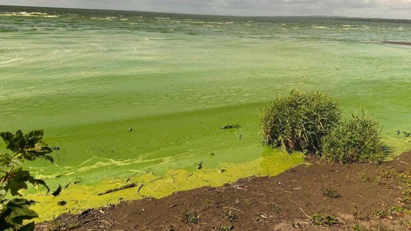Lough Neagh: Blue-green algae could pose serious health risks, say experts - BBC News