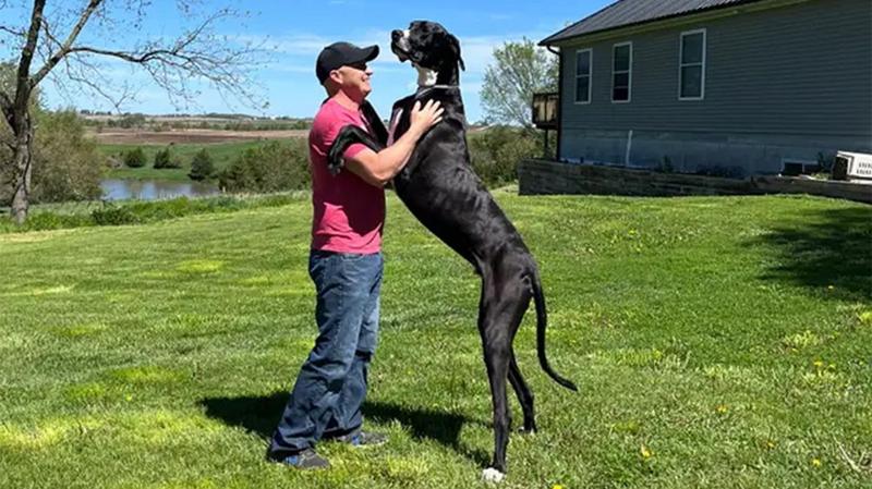 World's tallest dog: The Great Dane is smashing height records - BBC ...