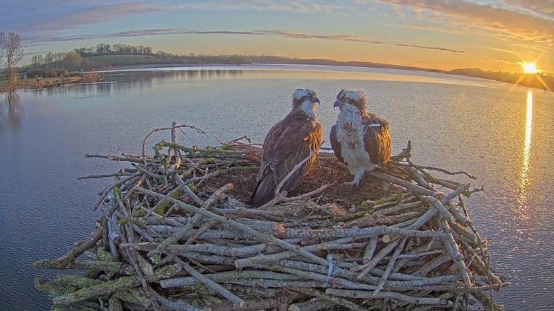 Flying success of 'ground-breaking' Rutland Osprey project - BBC News