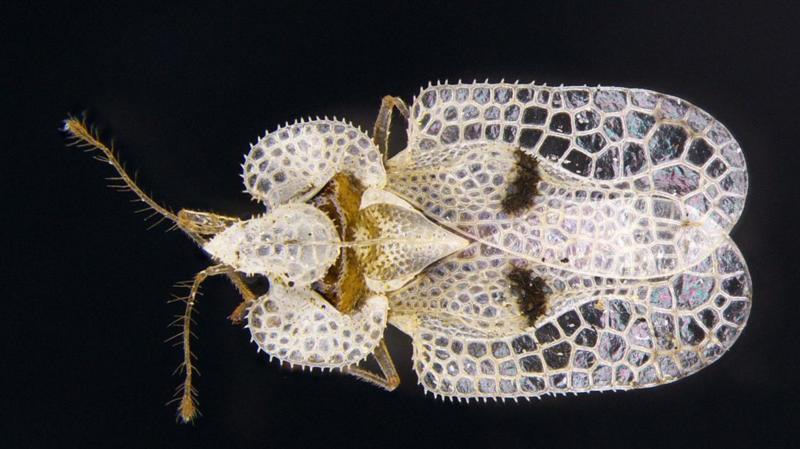 Invasive species - BBC News