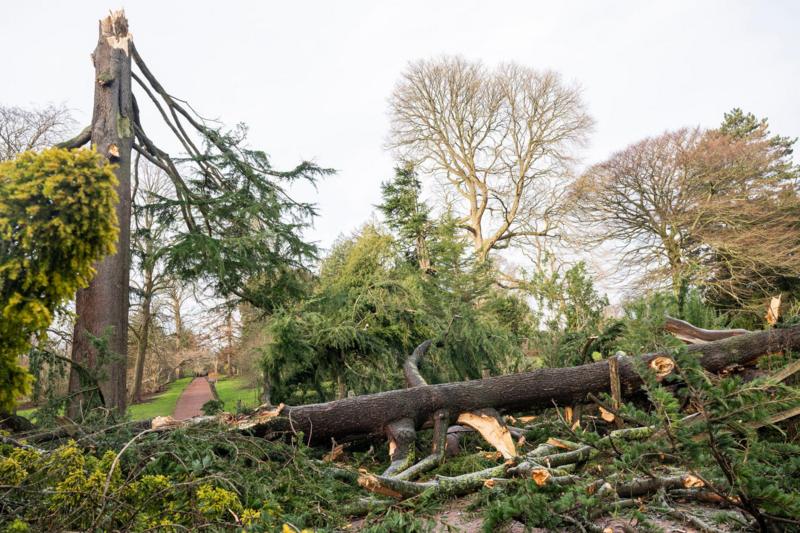 Storm Éowyn: Gardens staff 'devastated' at loss of Edinburgh's tallest ...