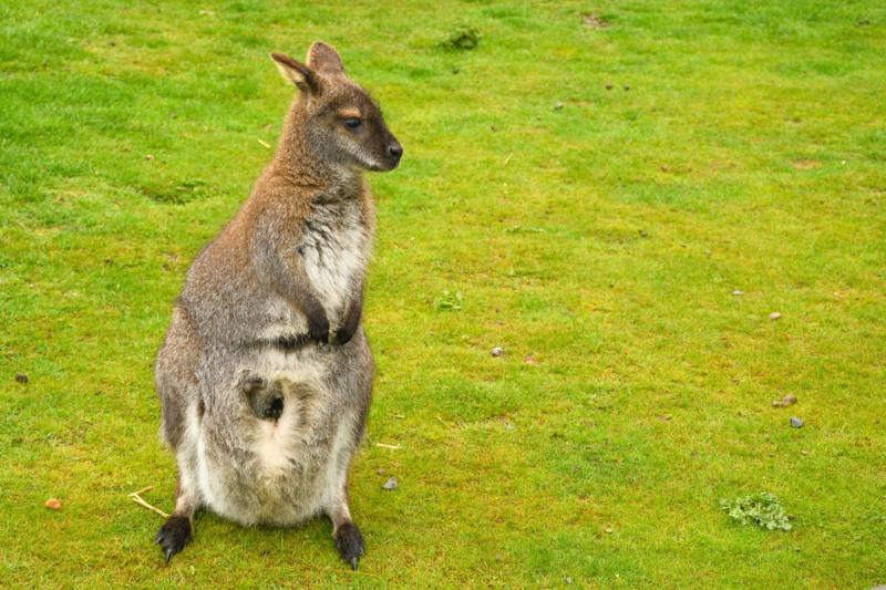 Wallabies boom on the Isle of Man - BBC Newsround
