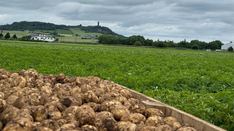 Comber: Festival celebrates 'early' harvest of earlies potato - BBC News