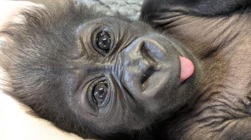 Bristol Zoo: Raising baby gorillas at home an 'amazing experience ...