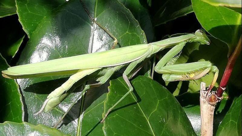 Praying mantis species spotted in Cornwall for first time - BBC News