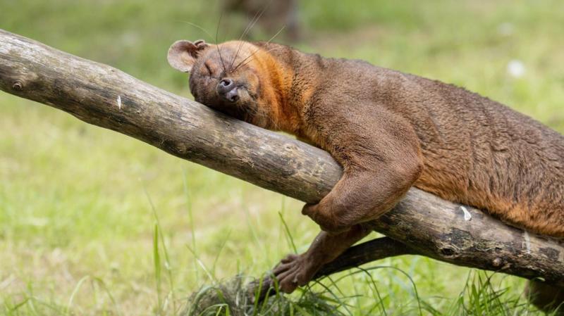 A rare fossa has arrived at Chester Zoo - BBC Newsround