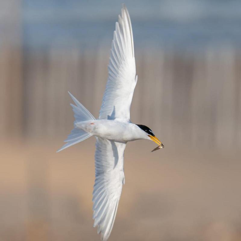Seaton Carew beach filled with little tern nests - BBC News