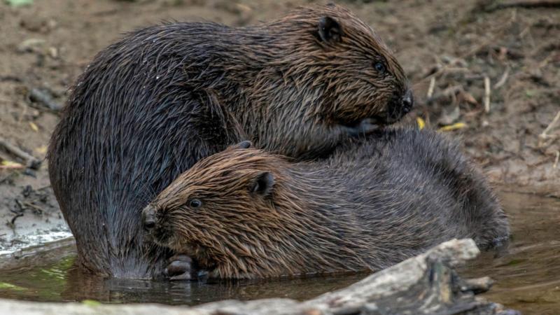 Beavers in South East England, how will it work? - BBC News