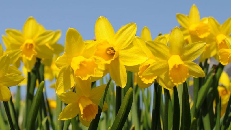 Daffodil hunt: The search for rare flowers lost from history - BBC News