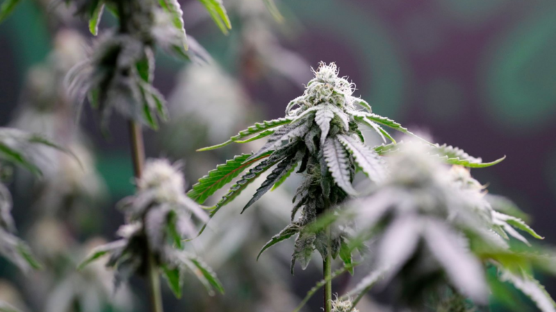 Cannabis - BBC News